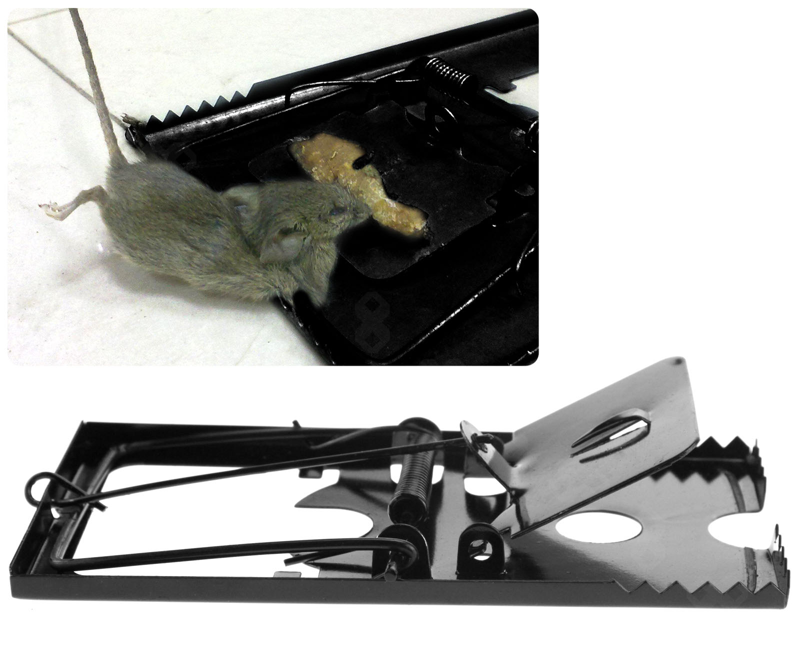 Rat Trap Heavy Duty Snap-E Mouse Trap-Easy Set/Bait/Pest Catching ...